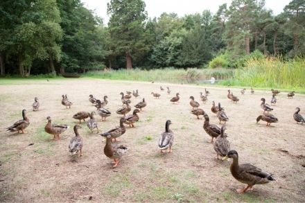 Brandon Country Park