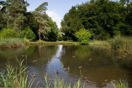 Brandon Country Park