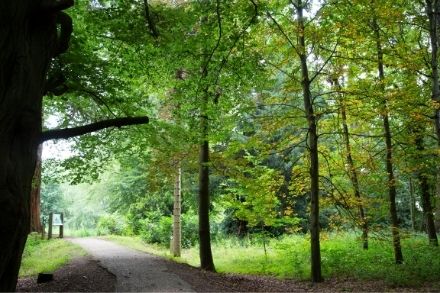 Brandon Country Park