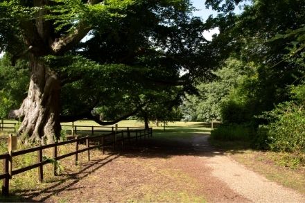 Brandon Country Park