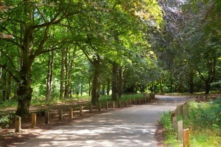 Brandon Country Park