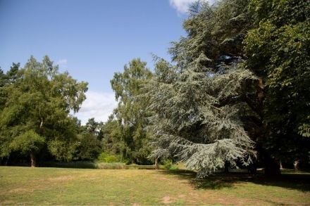 Brandon Country Park