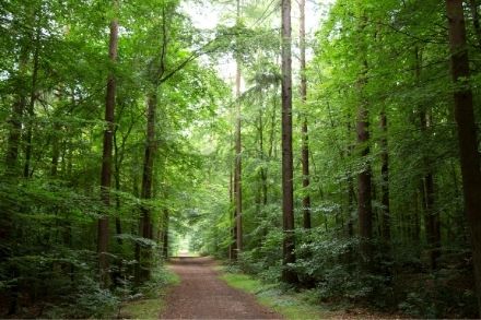 Brandon Country Park