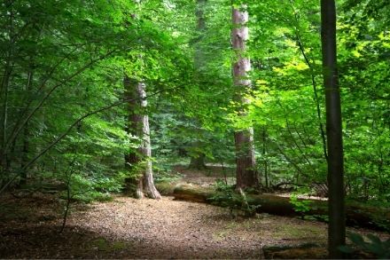 Brandon Country Park